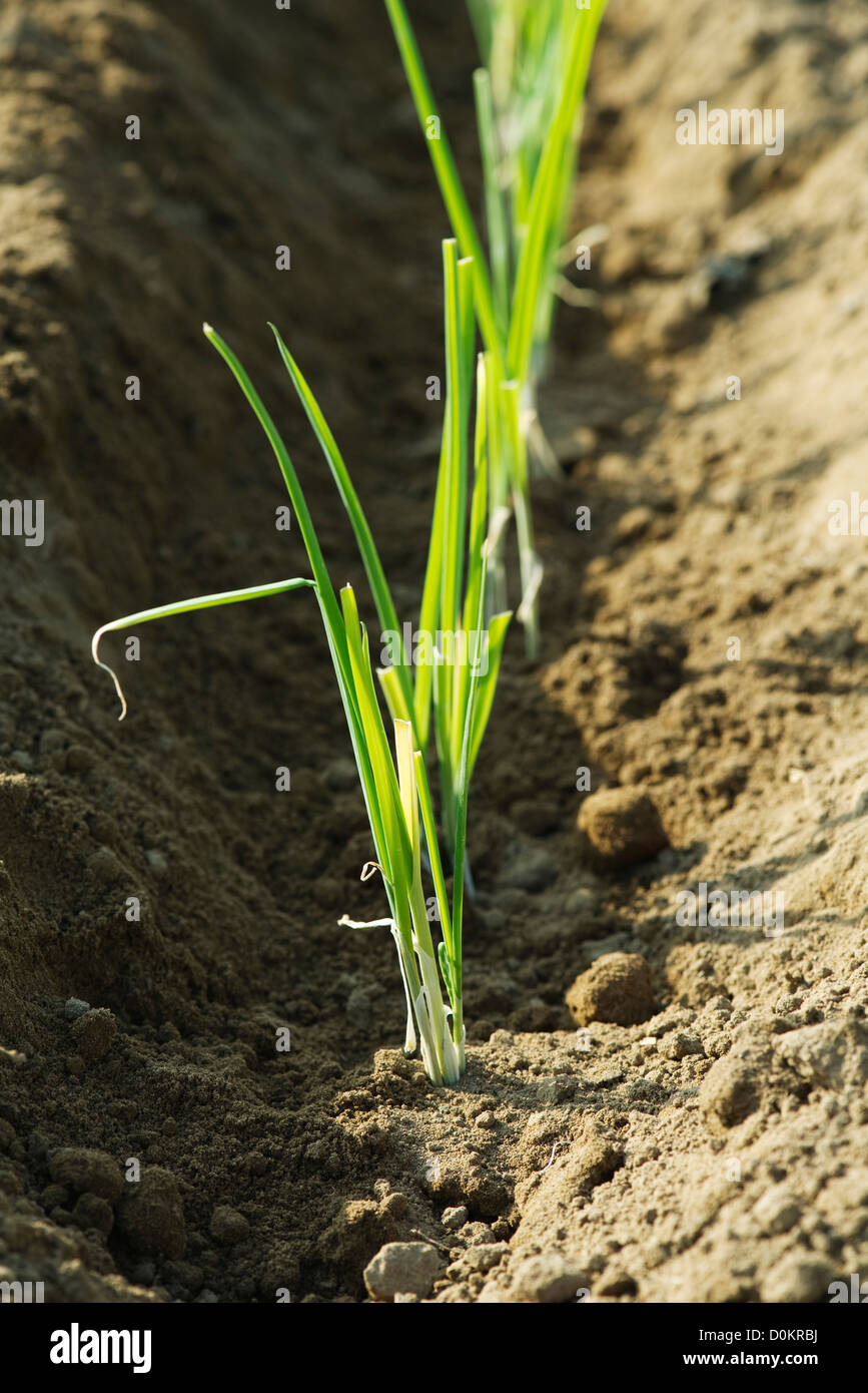 Leek seedlings hi-res stock photography and images - Alamy