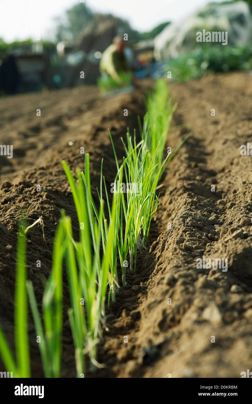 Leek sprouts in a field Stock Photo - Alamy