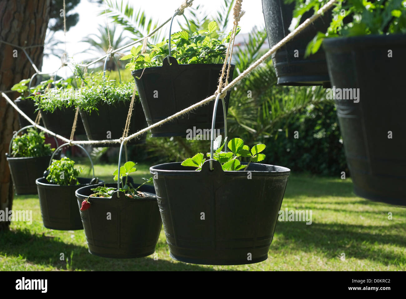 Hanging Gardens concept Stock Photo - Alamy
