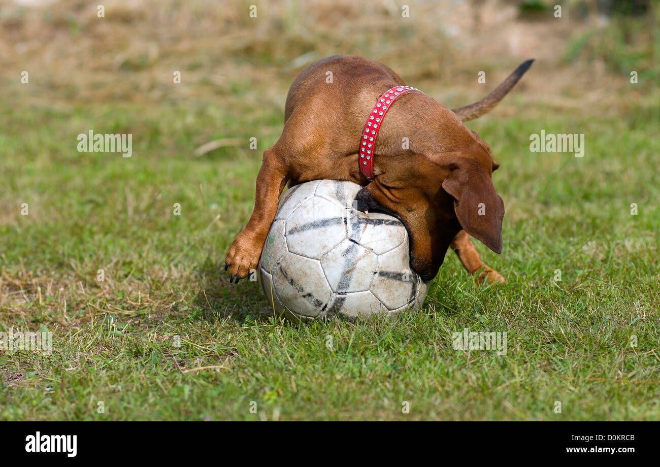 Dog playing football Stock Photo - Alamy
