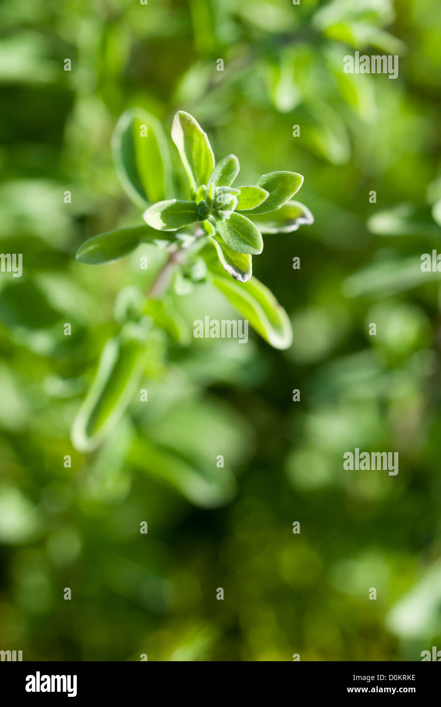 Summer savories hi-res stock photography and images - Alamy