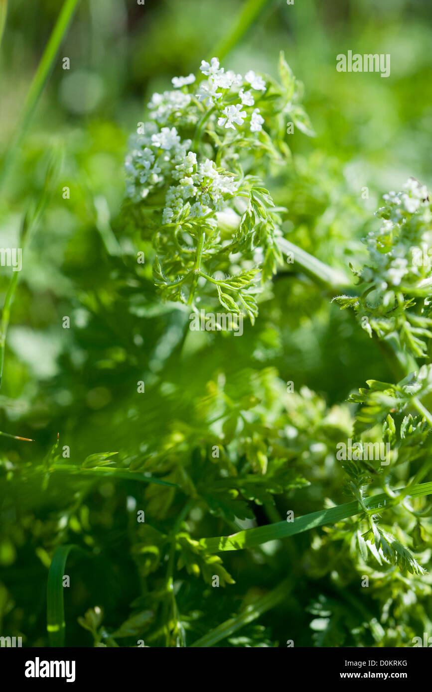 Chervil in the ground Stock Photo - Alamy