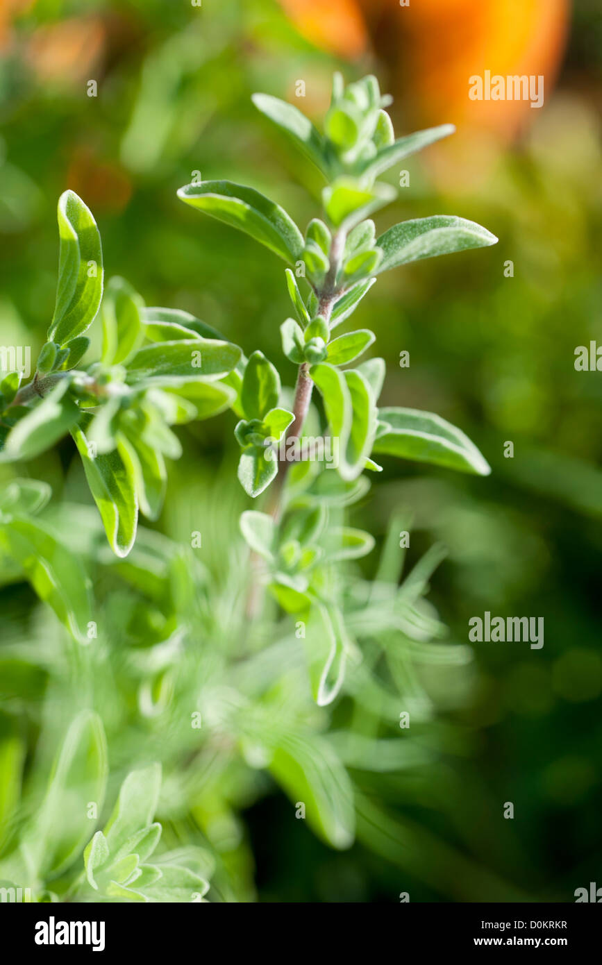 Herb summer savory satureja hortensis hi-res stock photography and ...
