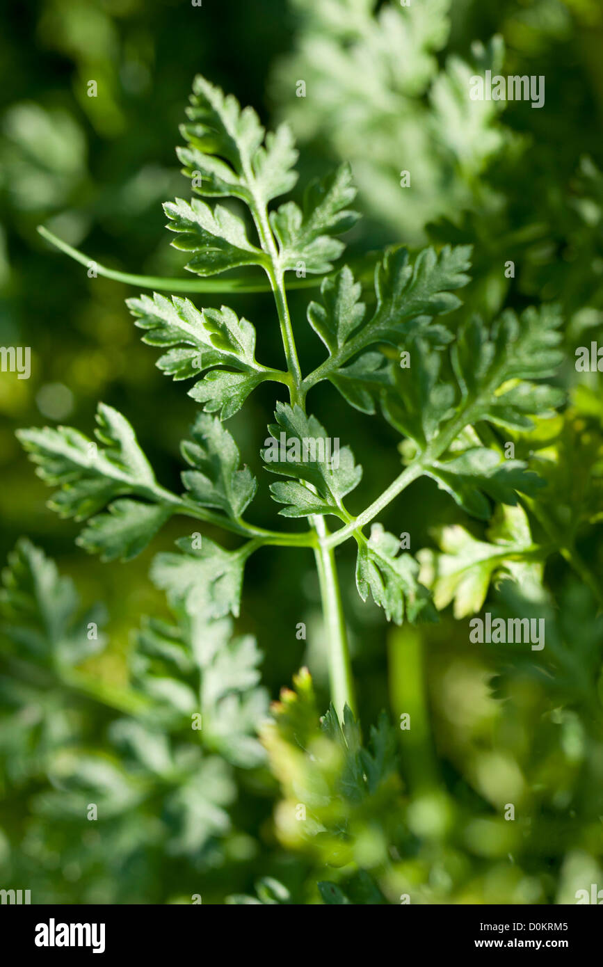 Chervil herb hi-res stock photography and images - Alamy