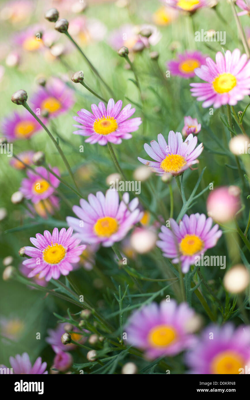 Images of daisies hi-res stock photography and images - Alamy