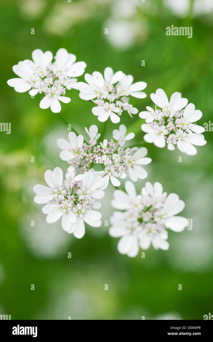 Coriander blossom hi-res stock photography and images - Alamy
