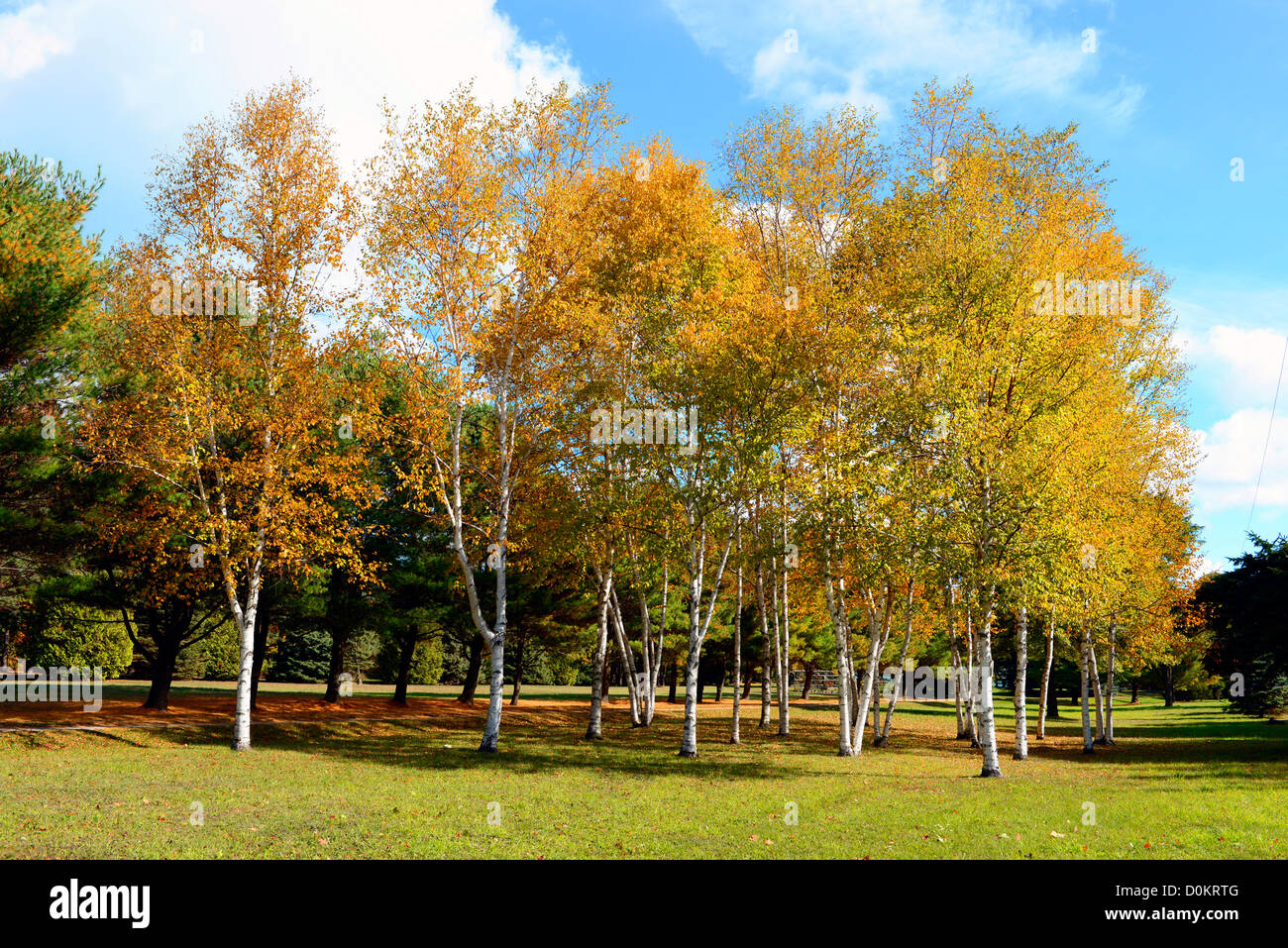 Colorful fall display autumn leaves trees Stock Photo - Alamy