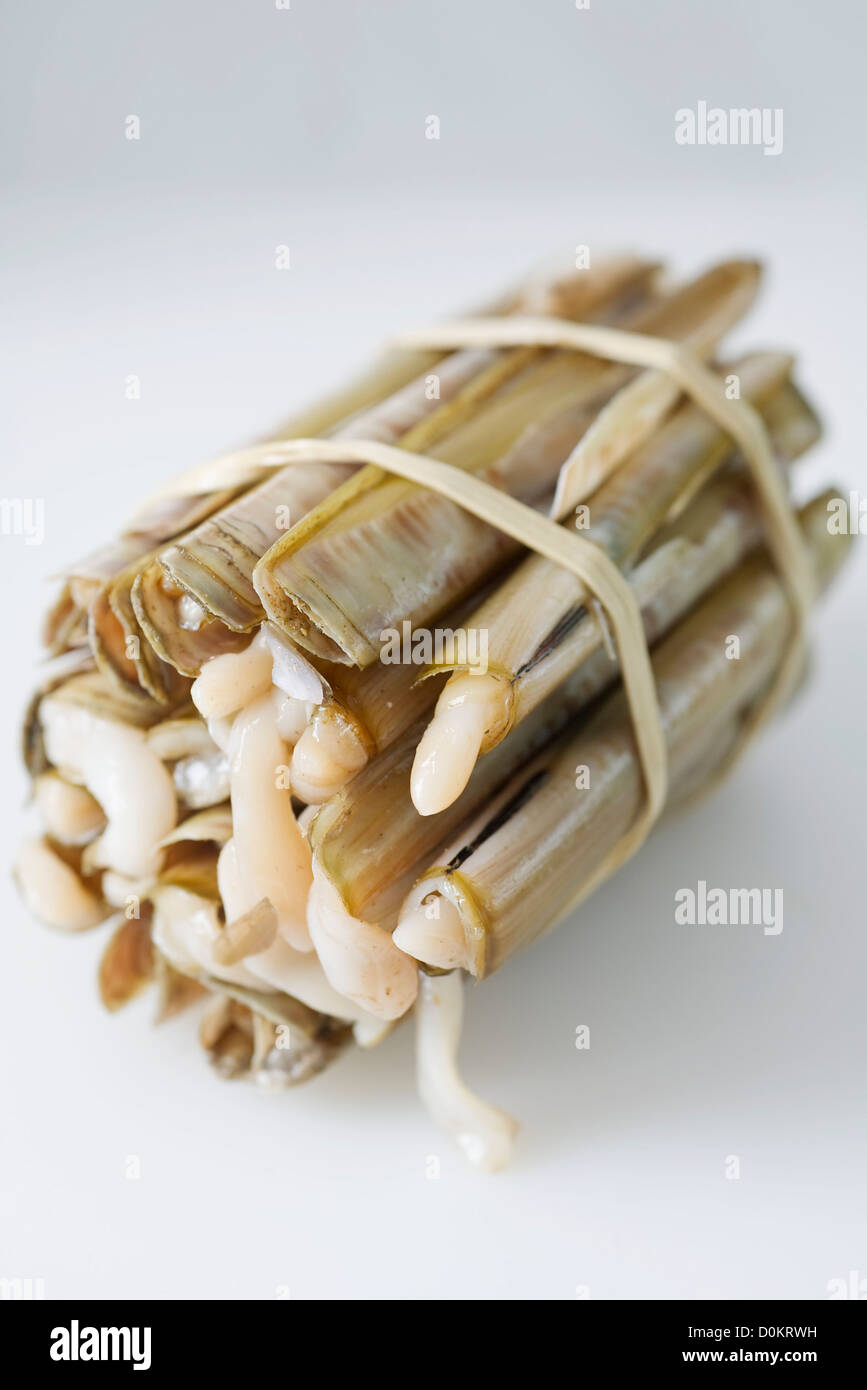 Razor clam ensis directus hi-res stock photography and images - Alamy