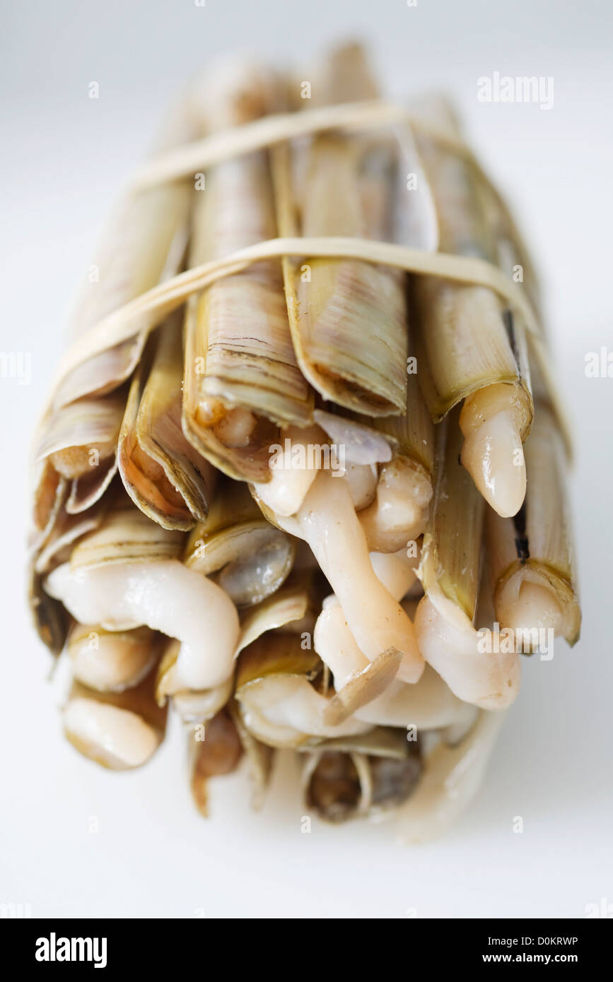 Razor clam ensis directus hi-res stock photography and images - Alamy