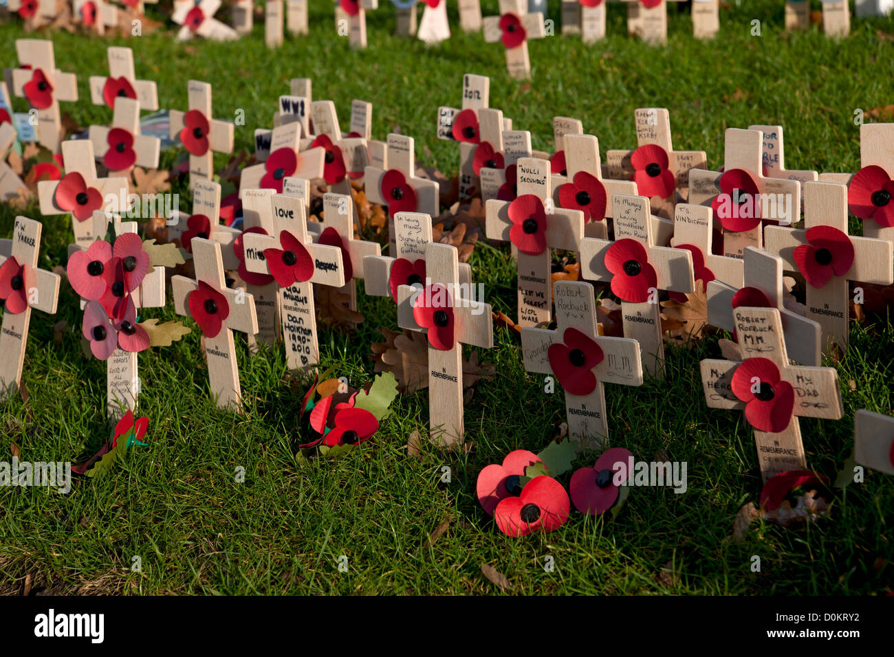 Close up of Remembrance Sunday red poppies poppy and crosses at the War ...