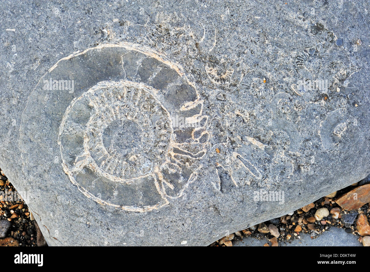 Large ammonite fossil embedded in rock on beach at Pinhay Bay near Lyme ...