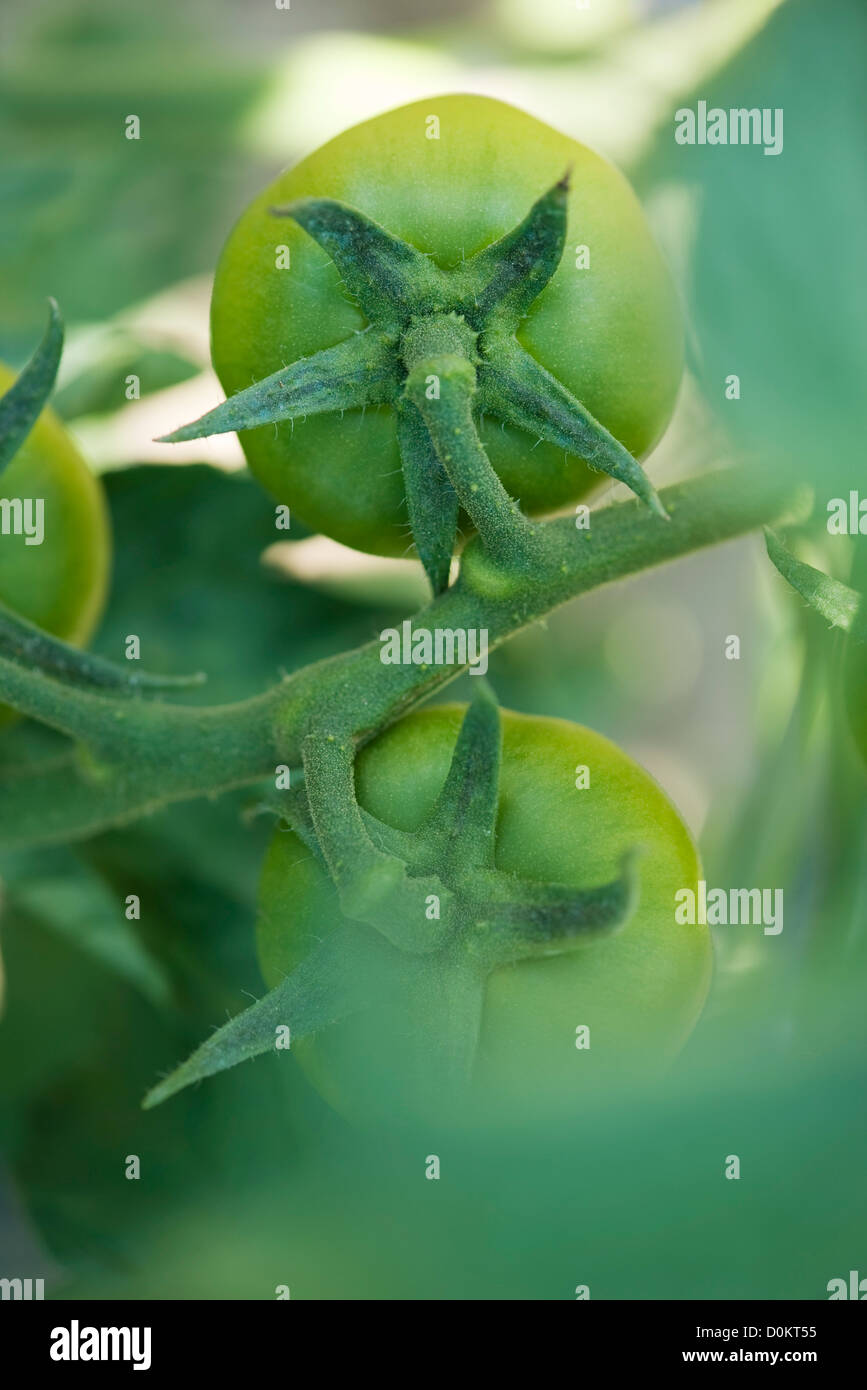 Green tomatoes on feet hi-res stock photography and images - Alamy