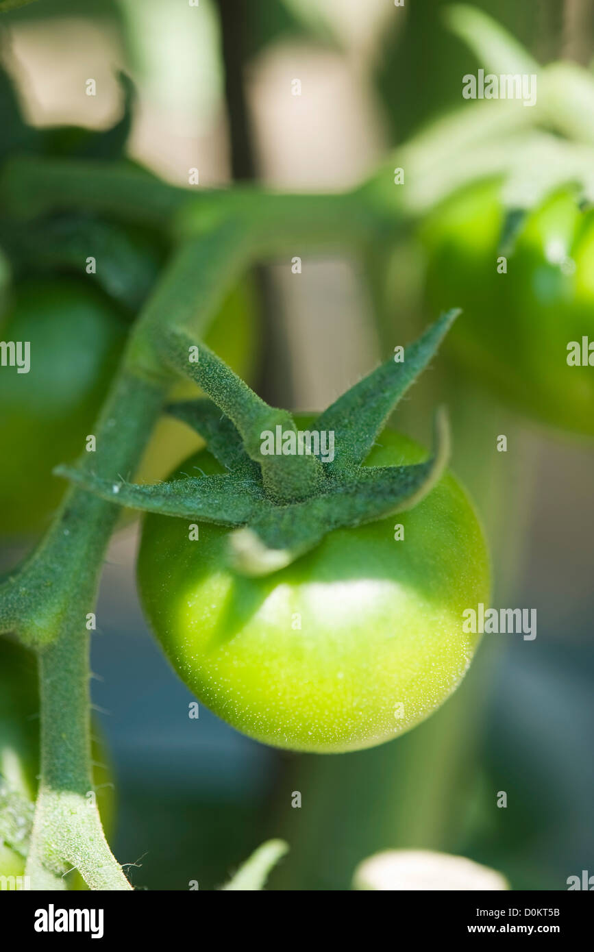 Green tomatoes on feet hi-res stock photography and images - Alamy