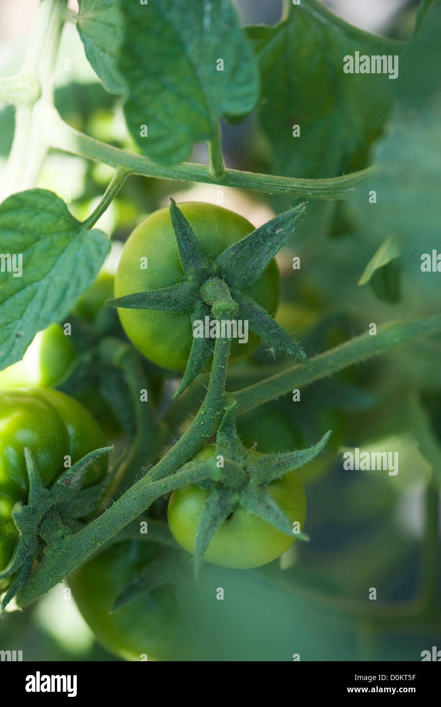 Green tomatoes on feet hi-res stock photography and images - Alamy