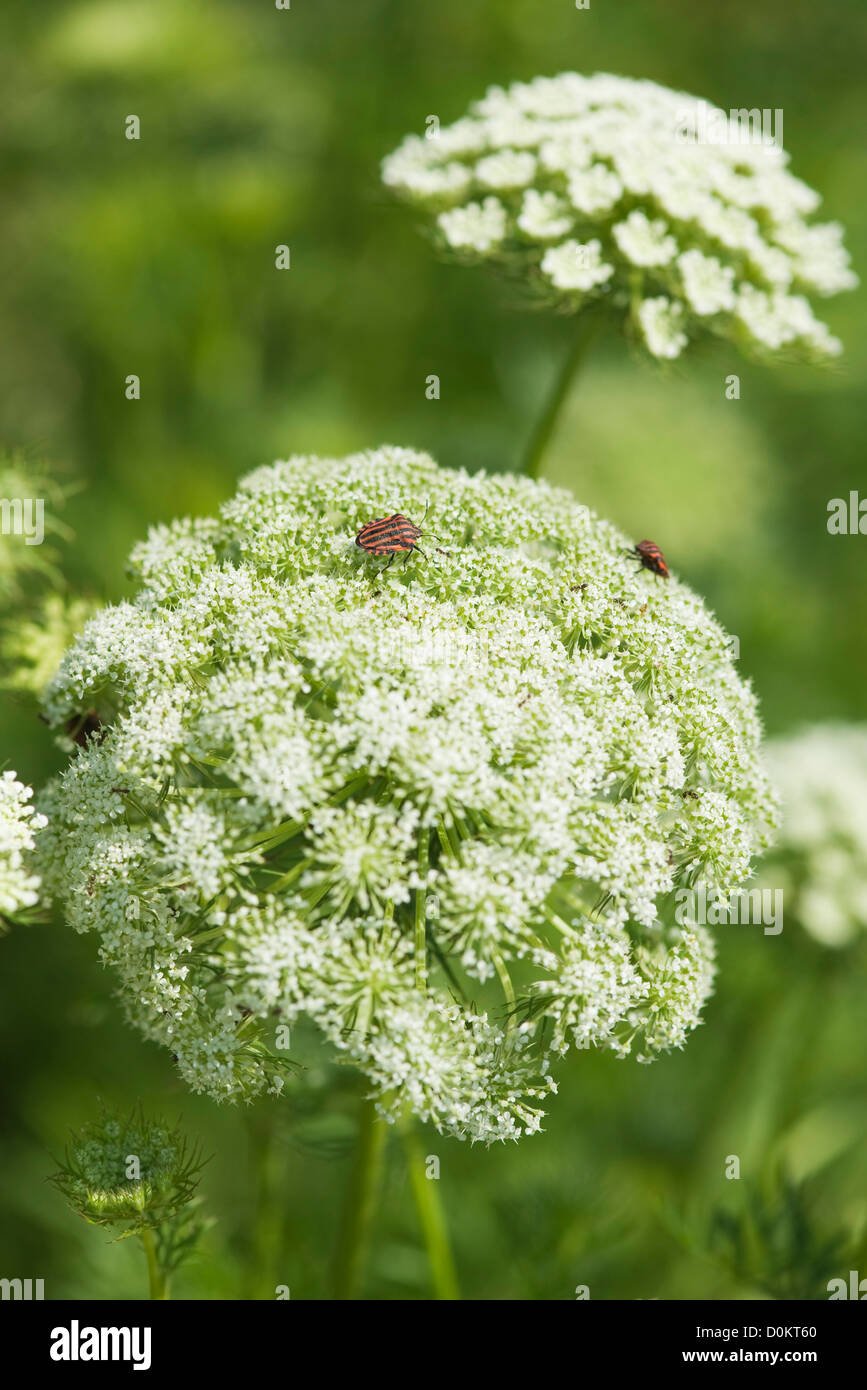 Carrots flowers hi-res stock photography and images - Alamy