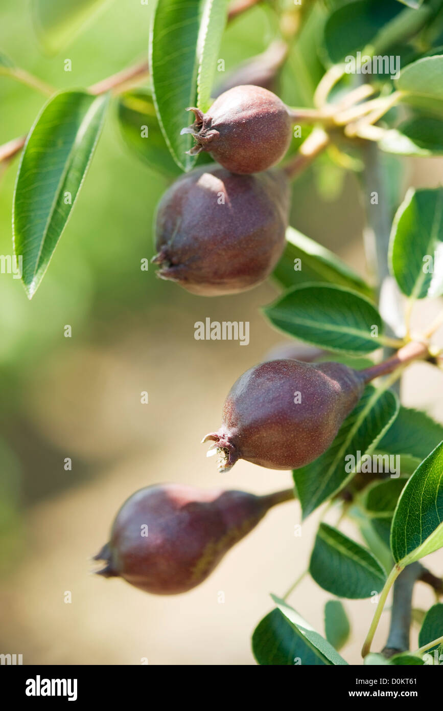 Small pear tree hi-res stock photography and images - Alamy