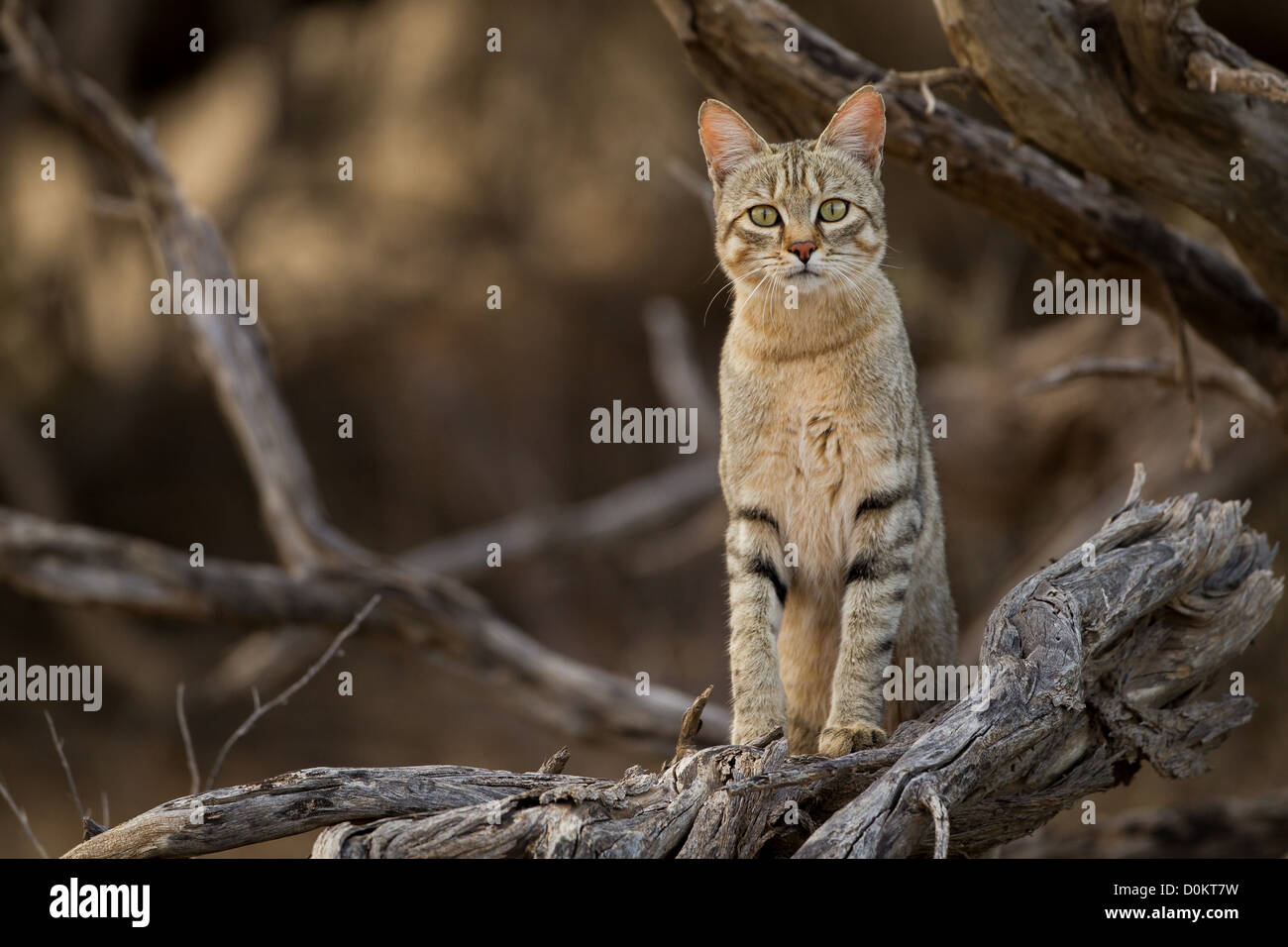 African wild cat, (Felis silvestris lybica) in Kgalagadi transfrontier ...