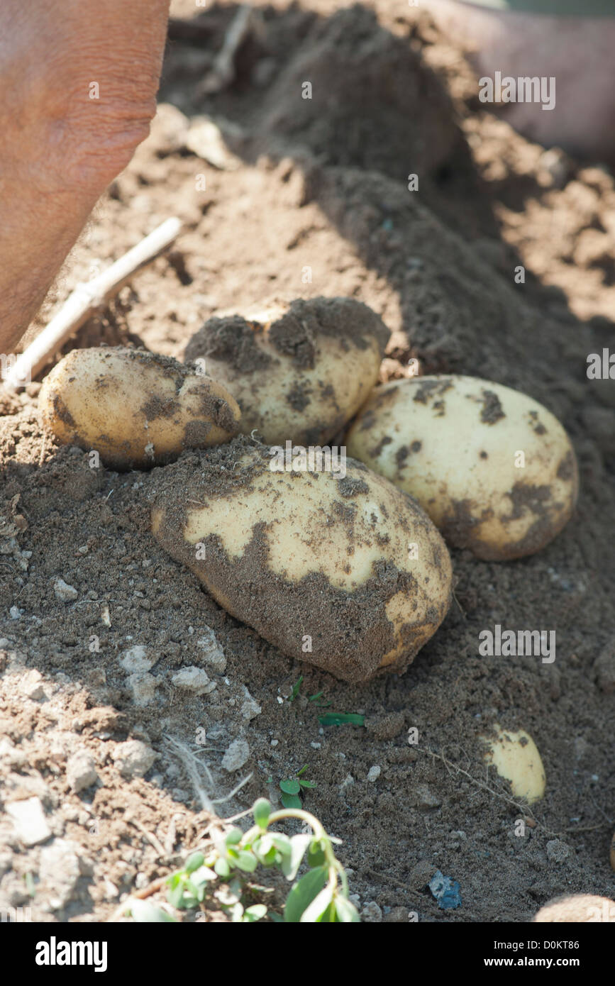 Planting and harvesting potatoes Stock Photo - Alamy