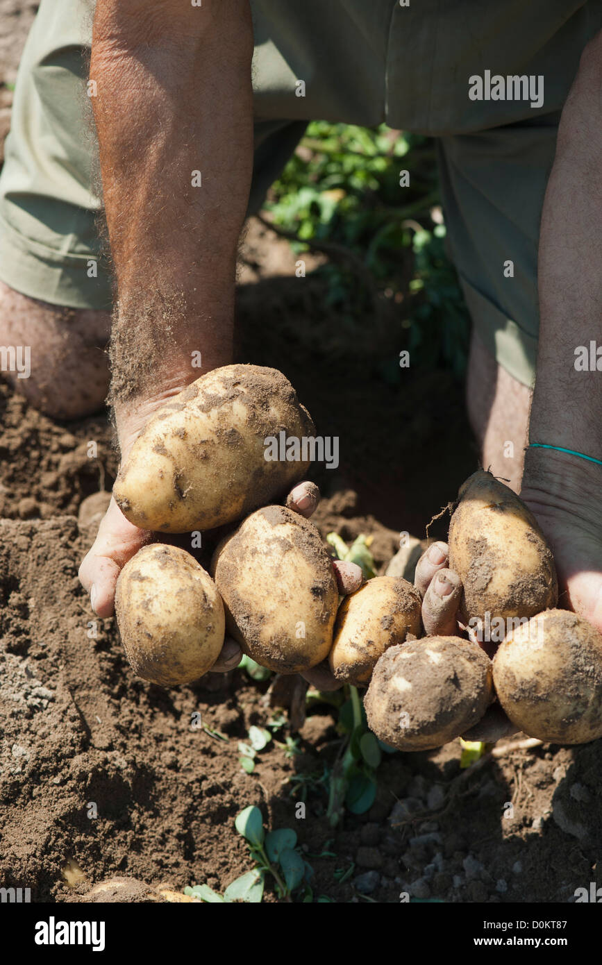 Planting and harvesting potatoes Stock Photo - Alamy