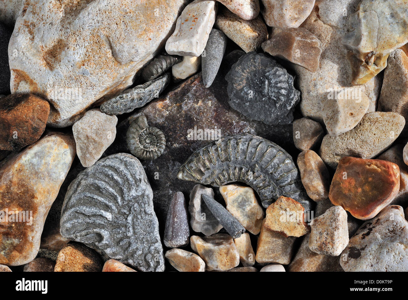 Fossils like fossil guards of belemnites and ammonites on shingle beach ...