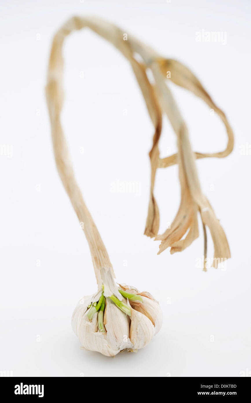 Garlic and garlic Stock Photo - Alamy