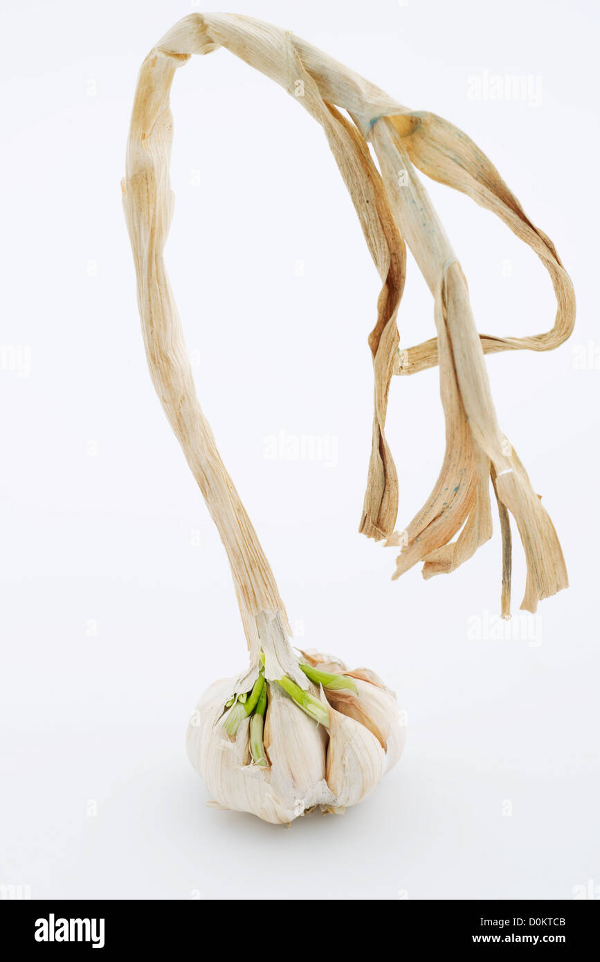 One clove of garlic hi-res stock photography and images - Alamy