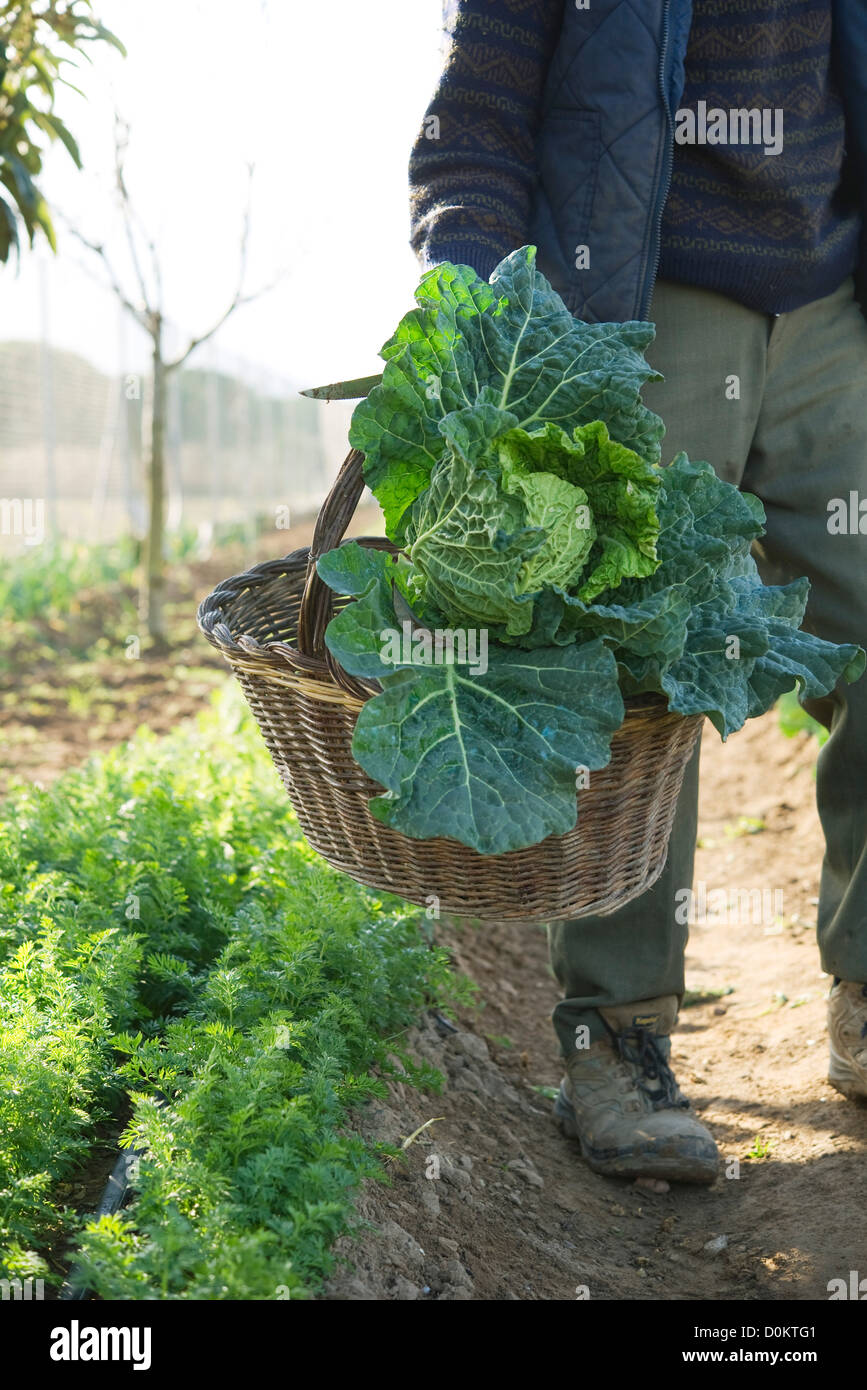 S cabbage hi-res stock photography and images - Alamy