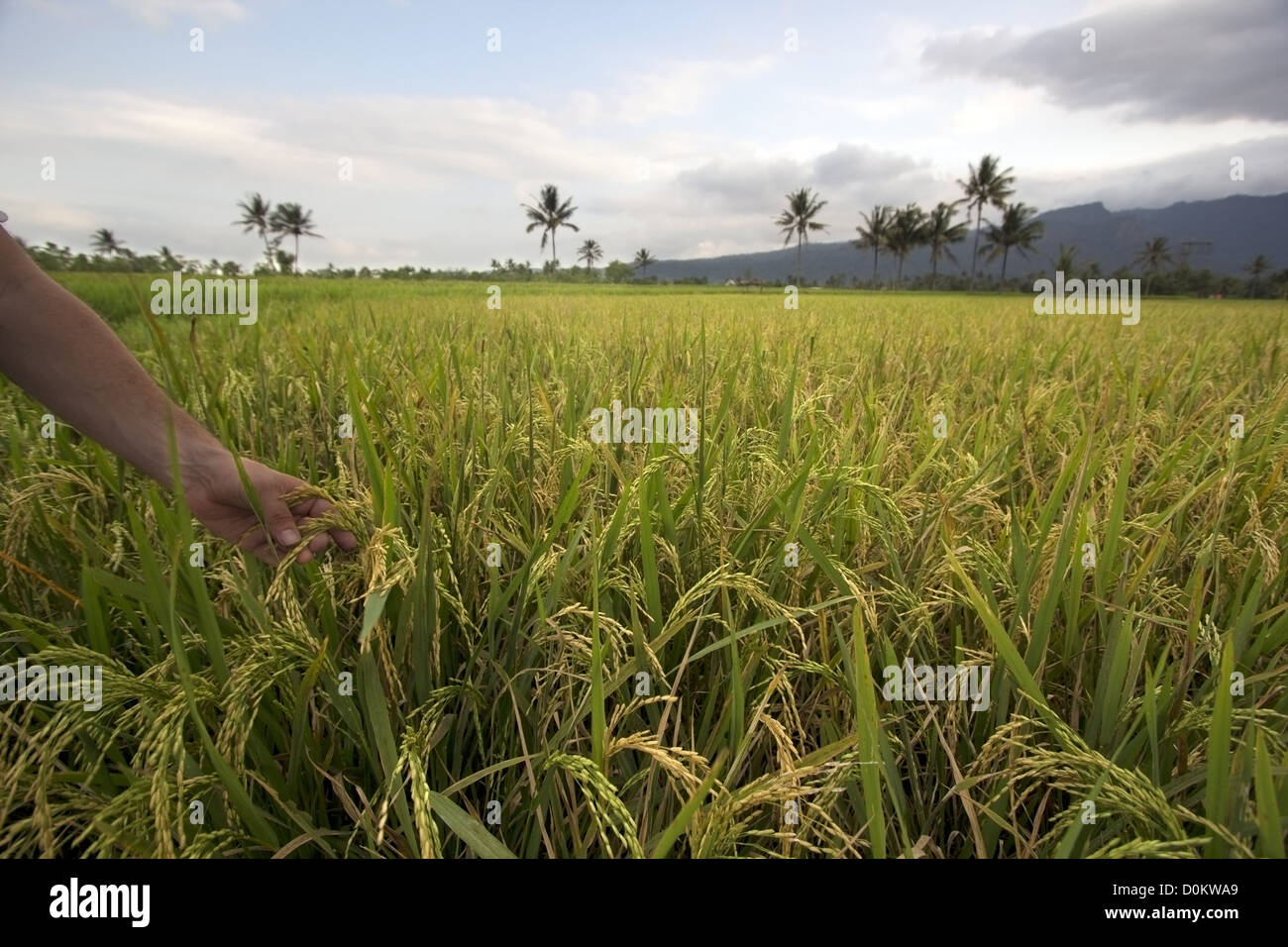 beautifful rice fields in bali Stock Photo - Alamy