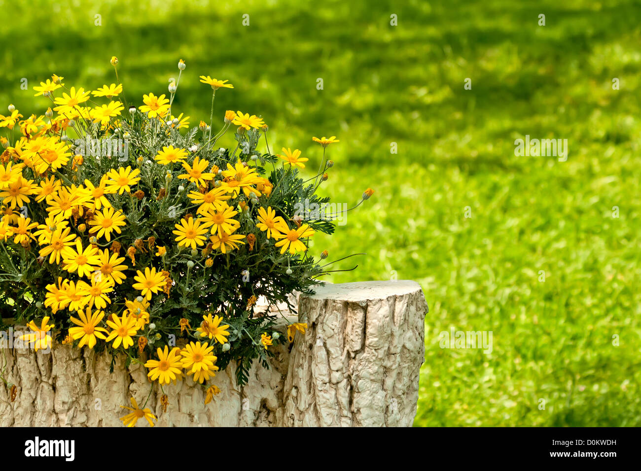A Stone Tree Trunk Statue in a Yard Setting With Yellow Daisies Stock ...