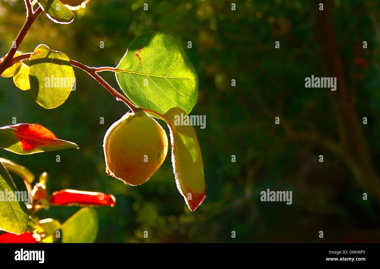Quince tree with young quince fruit Stock Photo - Alamy