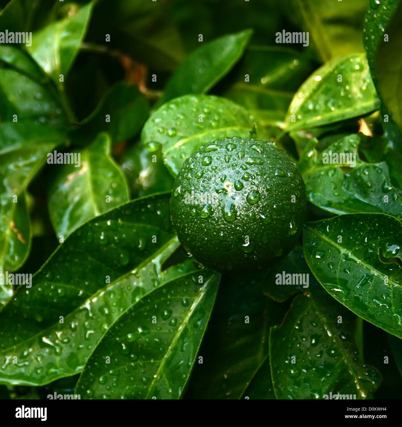 Closeup View Of Young Mandarin Stock Photo - Alamy