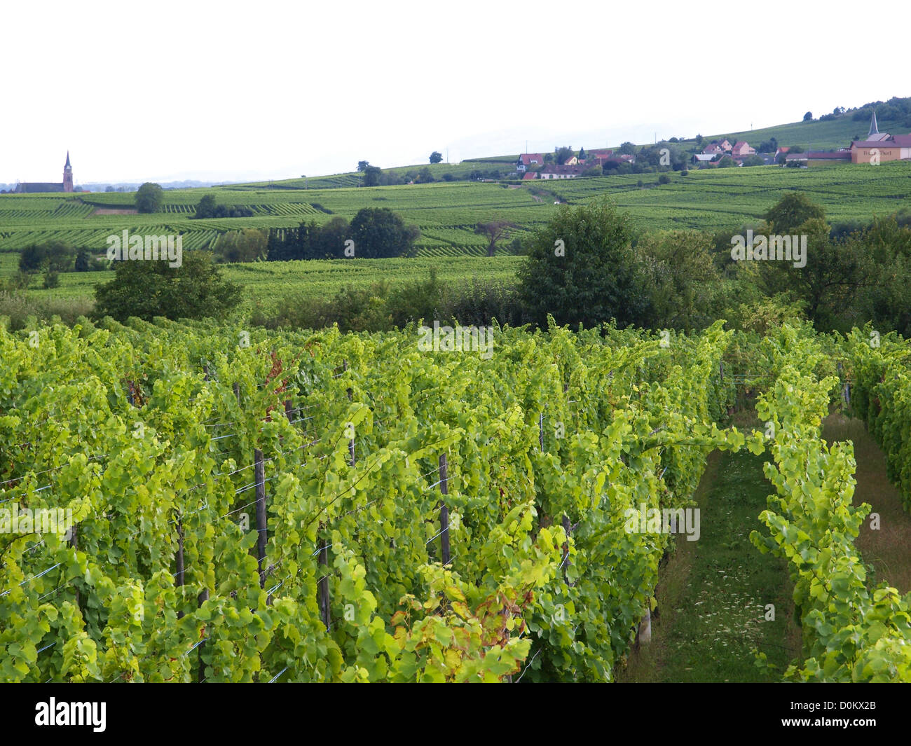 Winery area Alsace, France, Elsass Stock Photo - Alamy
