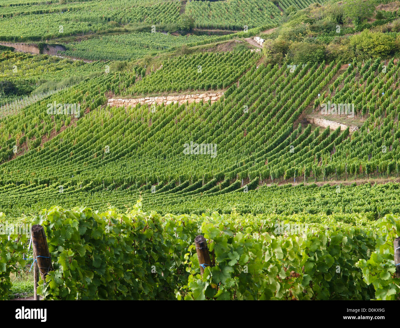 Winery area Alsace, France, Elsass Stock Photo - Alamy