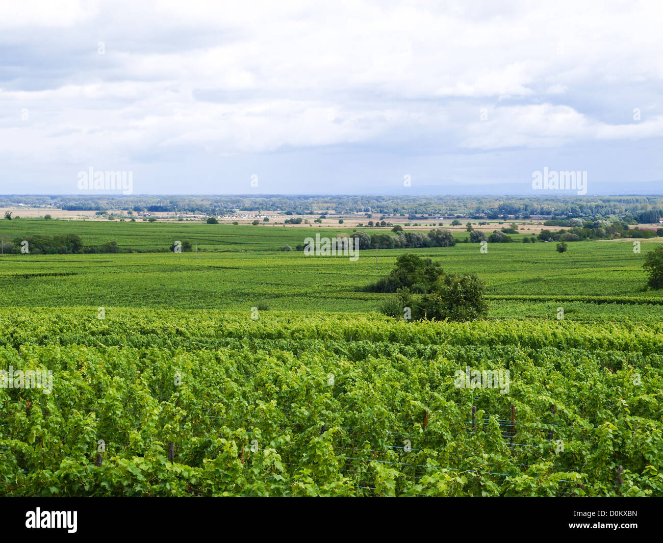 Winery area Alsace, France, Elsass Stock Photo - Alamy