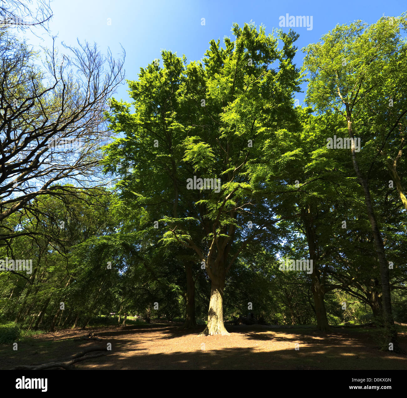 A big tree in the forests of Hampstead Heath Stock Photo - Alamy