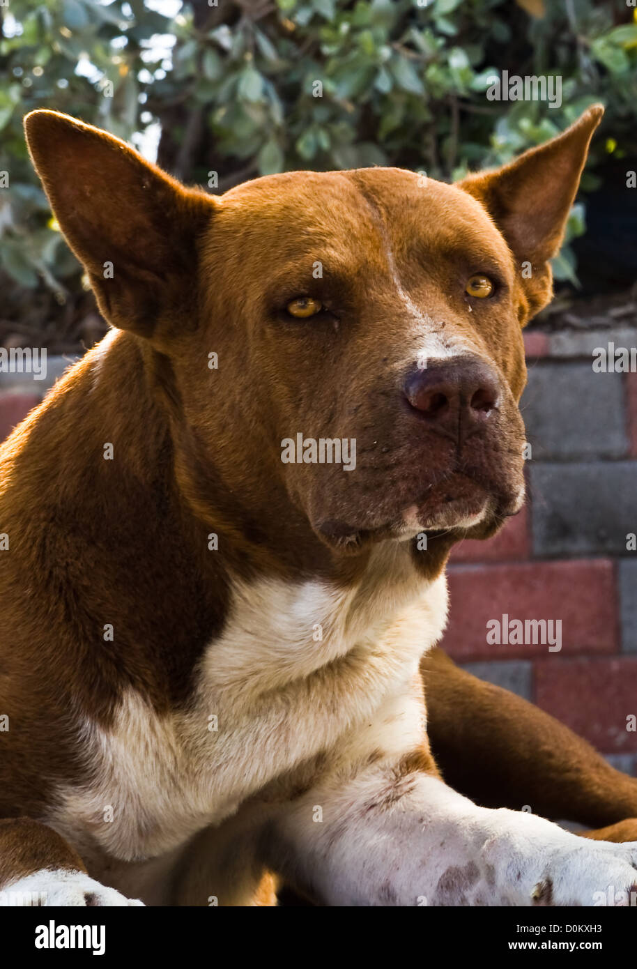 Laid back canine hi-res stock photography and images - Alamy