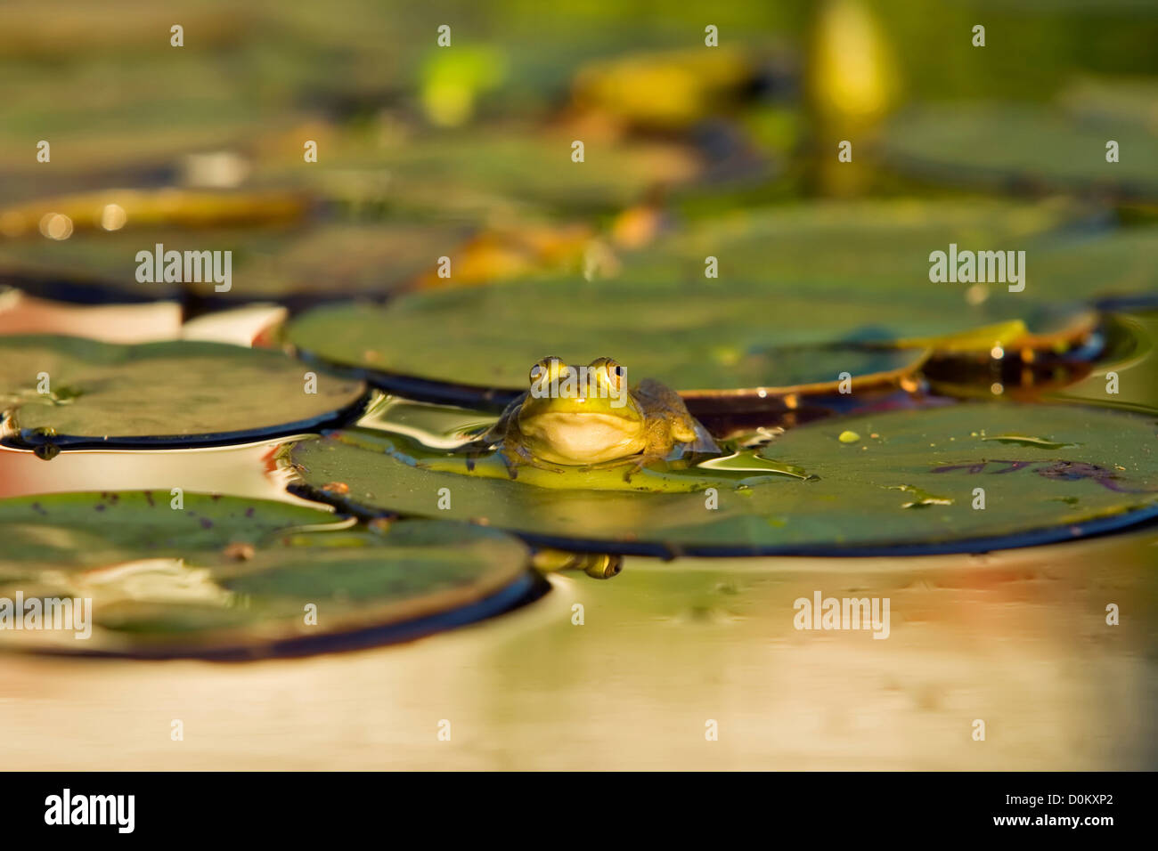 Frog on Lily Pad Stock Photo - Alamy