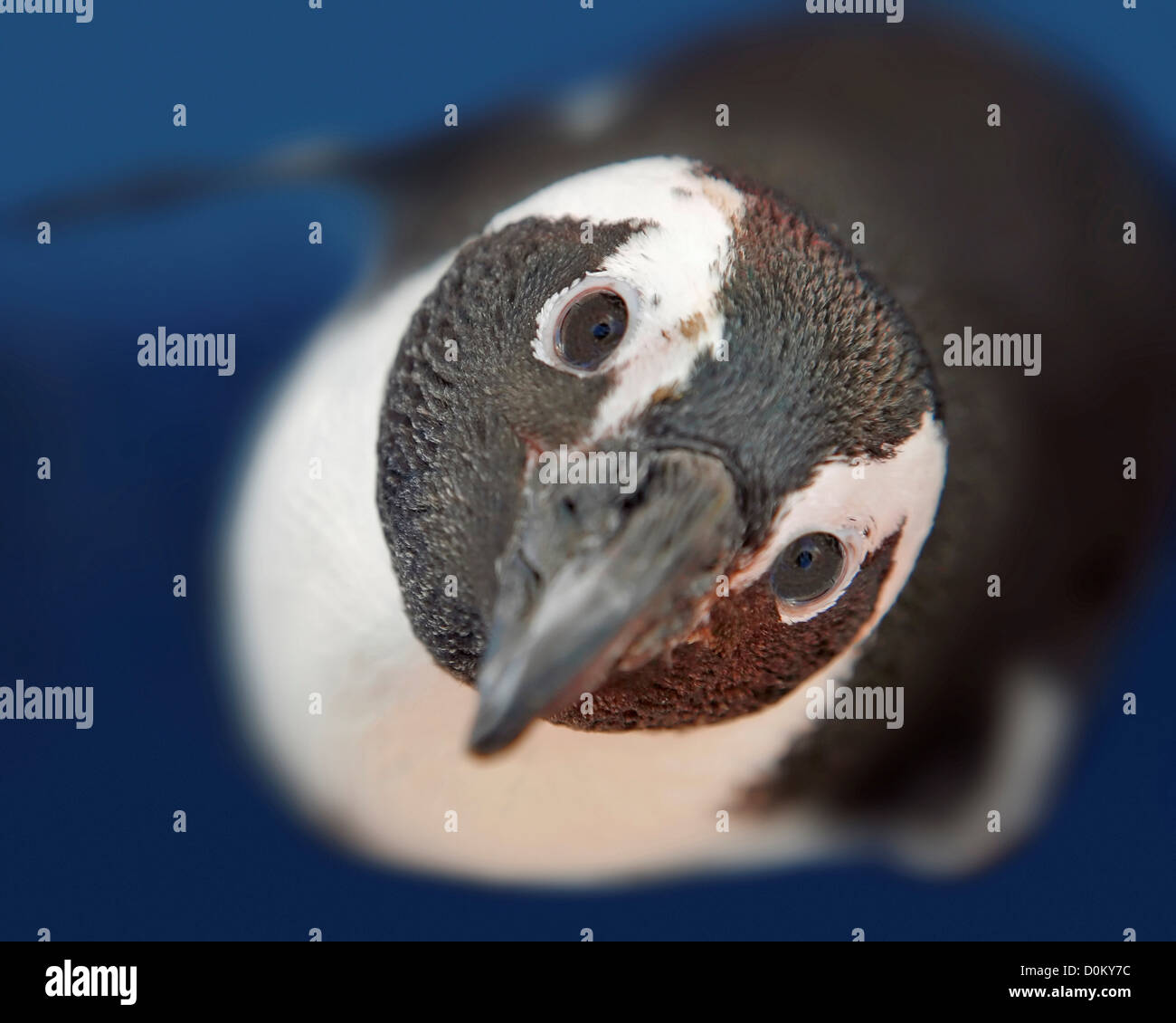 Penguin eyes hi-res stock photography and images - Alamy