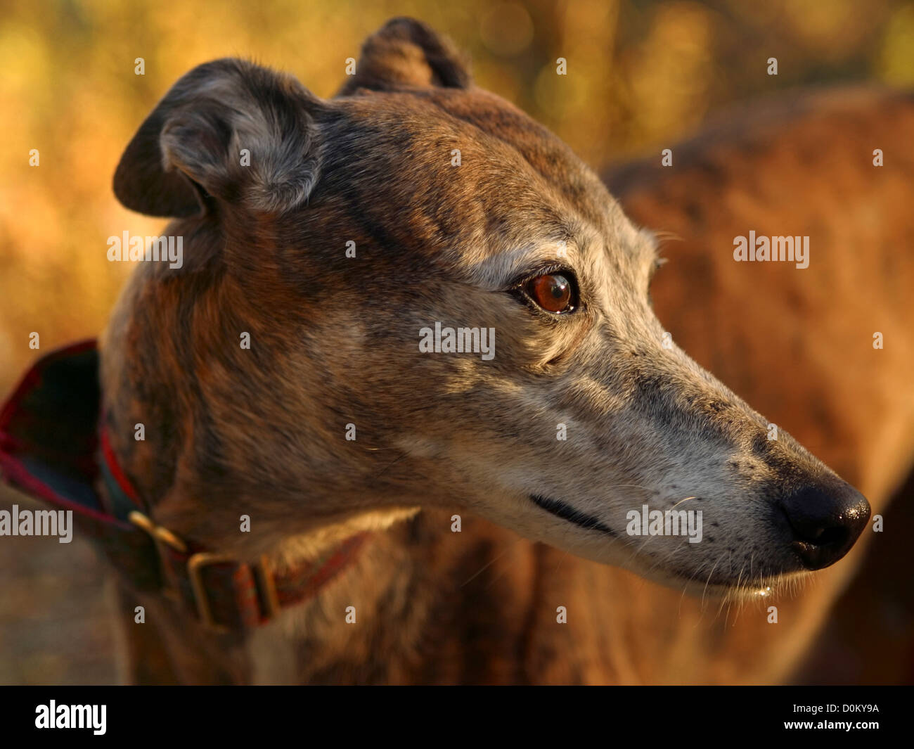 Retired greyhound hi-res stock photography and images - Alamy