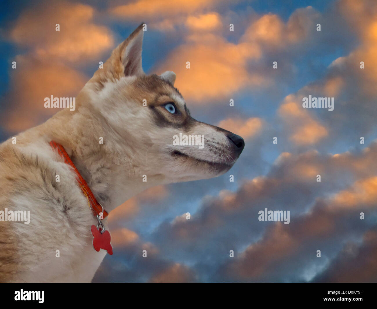 Dog and Clouds Stock Photo - Alamy