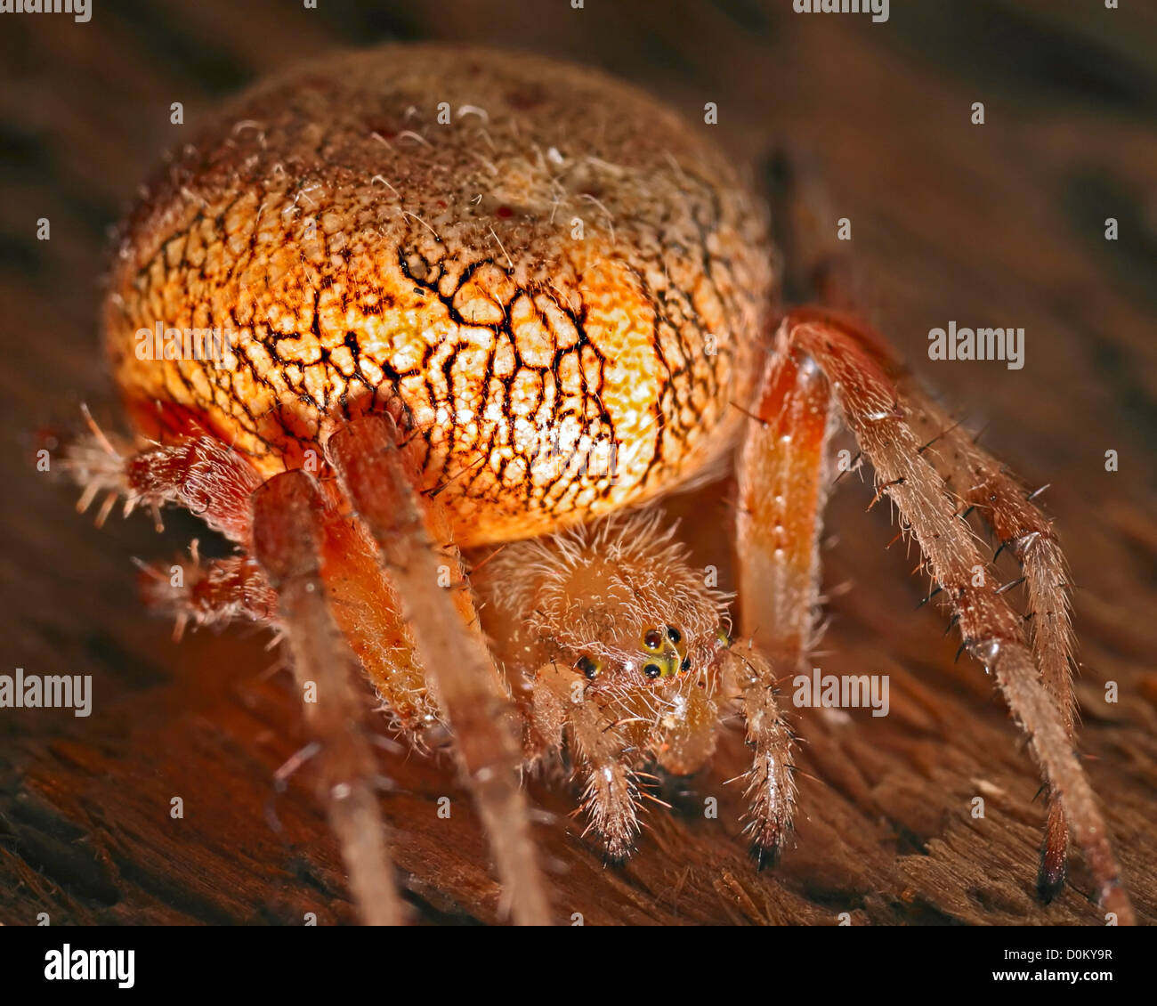Argiopidae hi-res stock photography and images - Alamy