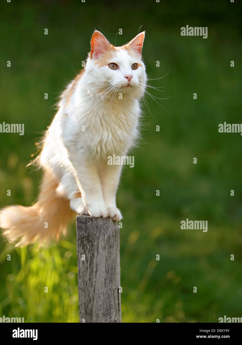 Cat on a Fencepost Stock Photo - Alamy