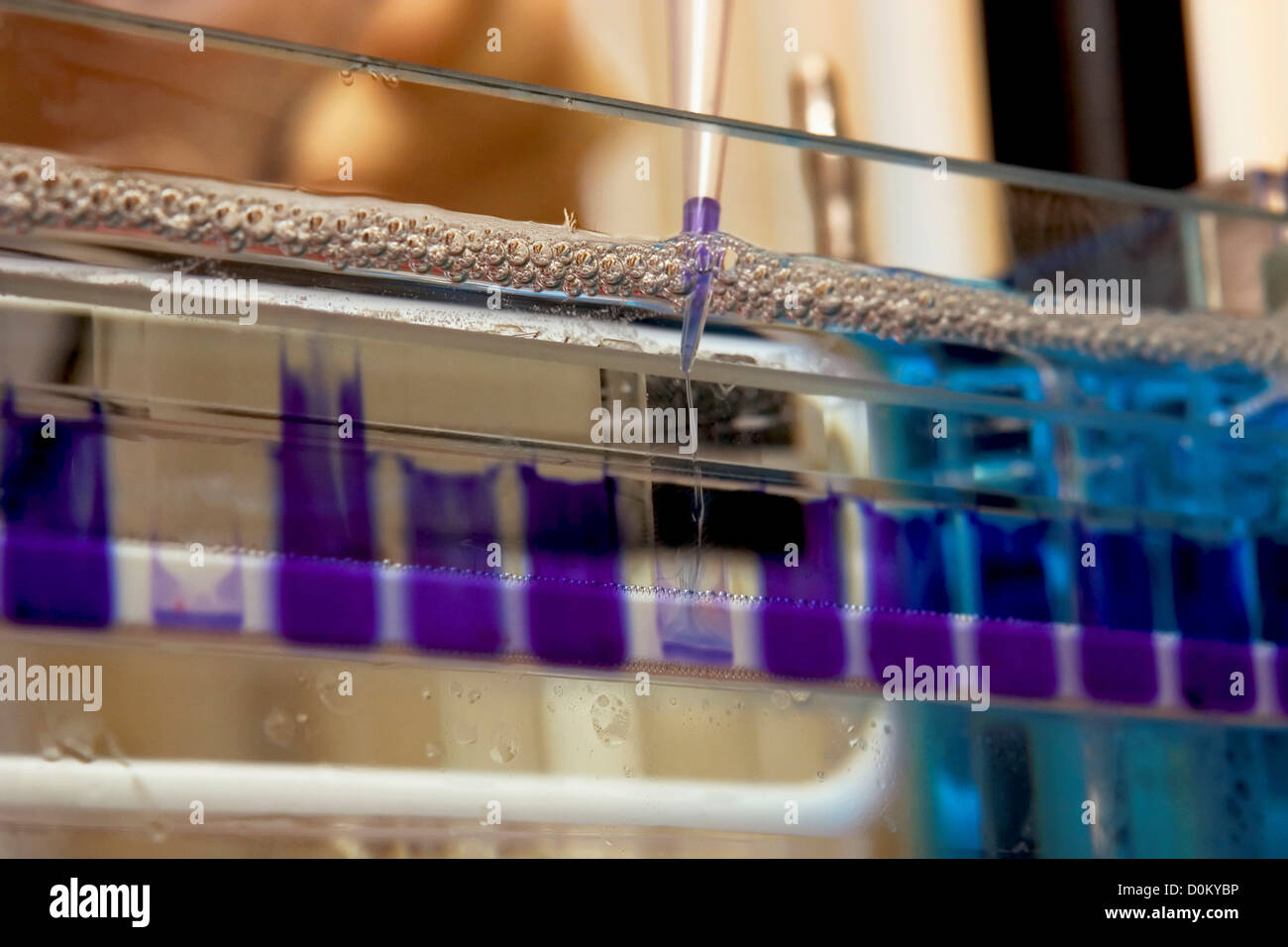 Pipette for Separating Proteins Stock Photo - Alamy