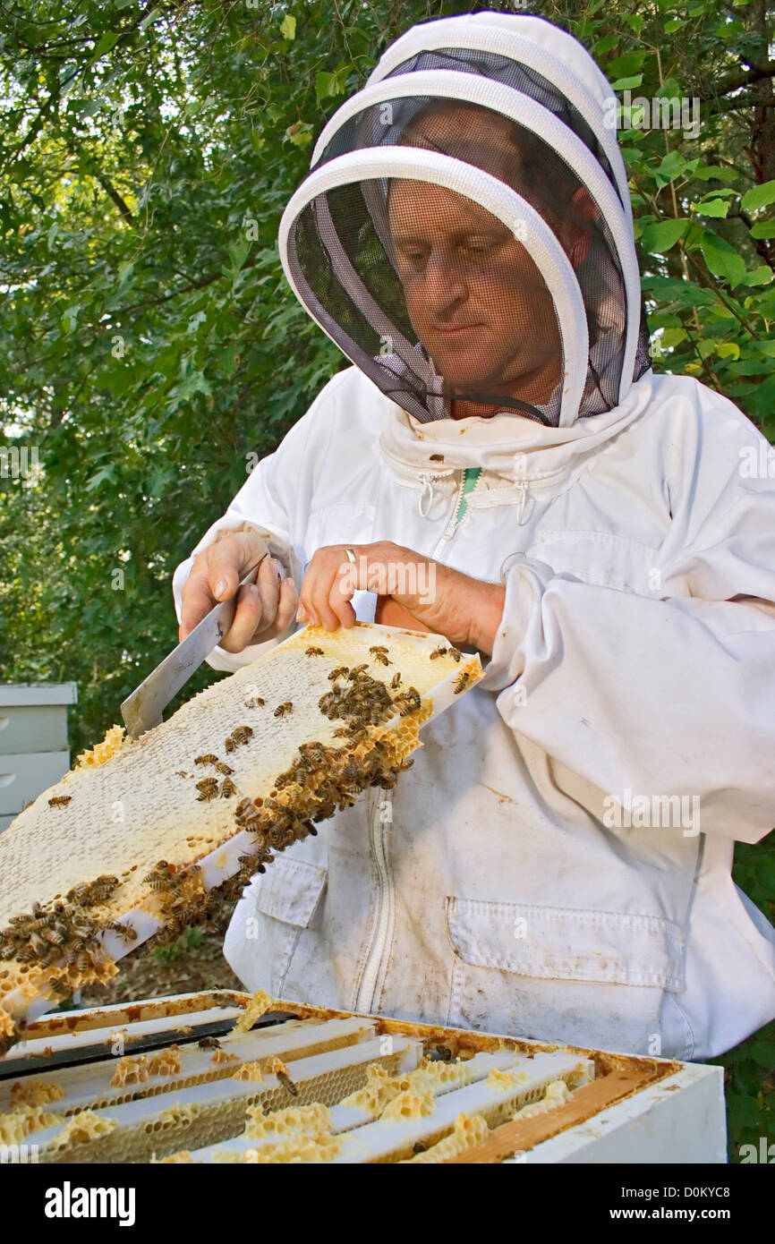 Honeycomb appearance hi-res stock photography and images - Alamy