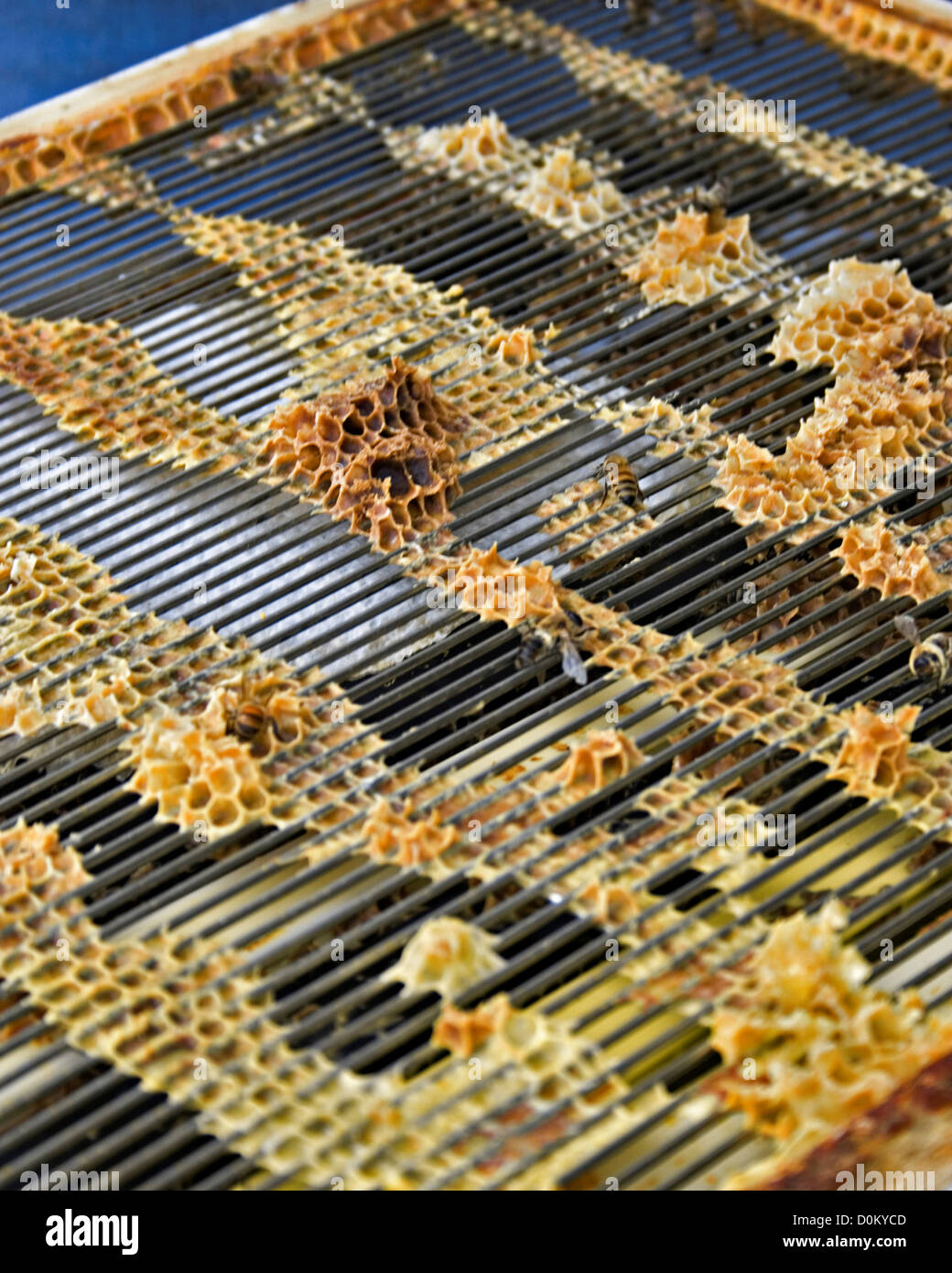 Beehive's Queen Excluder Stock Photo - Alamy