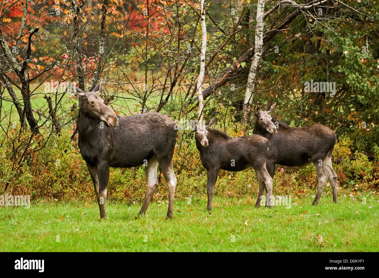 Moose Cow and Calves Stock Photo - Alamy