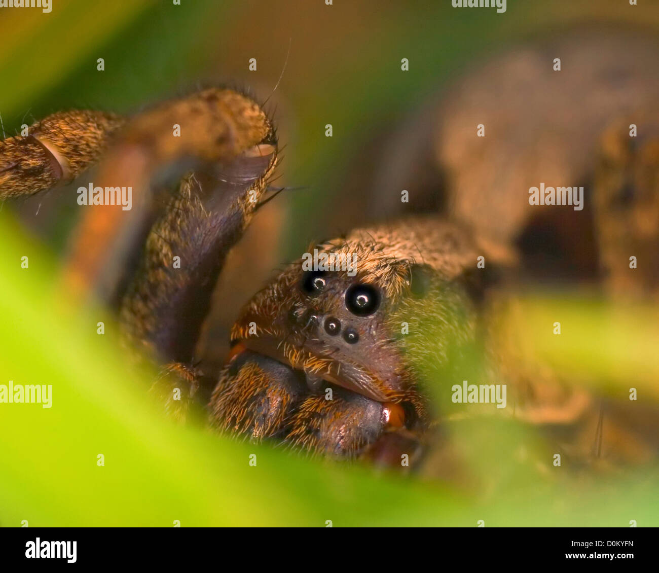 Eyes of a Wolf Spider Stock Photo - Alamy