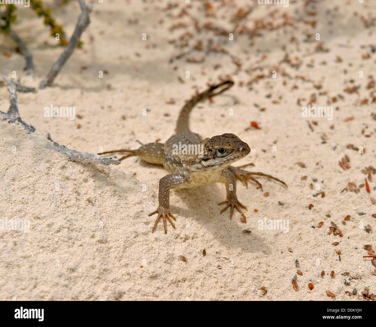 Curly tailed hi-res stock photography and images - Alamy