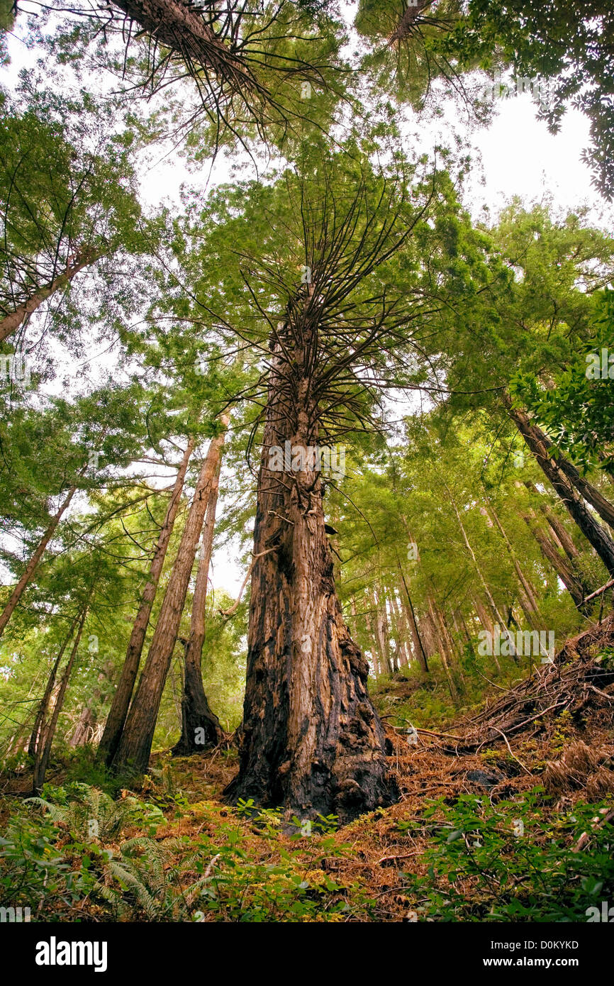 Large Pine Trees in State Park Stock Photo - Alamy