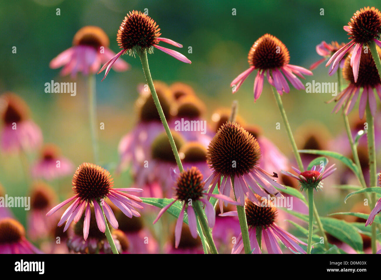 Field of Purple Coneflower Stock Photo - Alamy